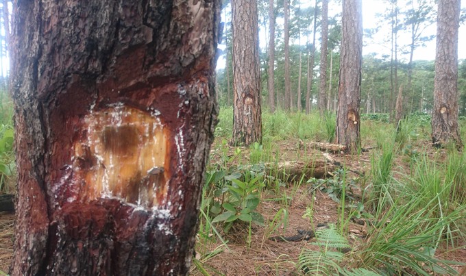 Hundreds of pine trees poisoned in Lâm Đồng