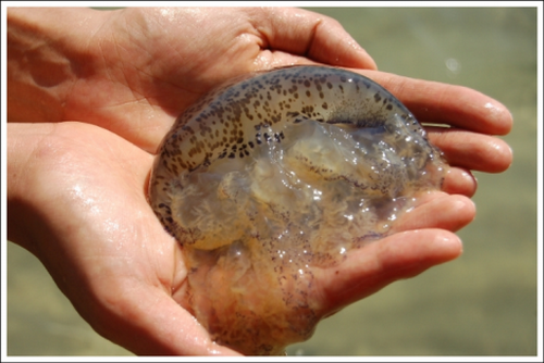 Noodles with jellyfish – delicacy of the sea