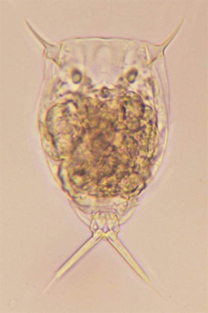 Five new rotifer species found in central Việt Nam
