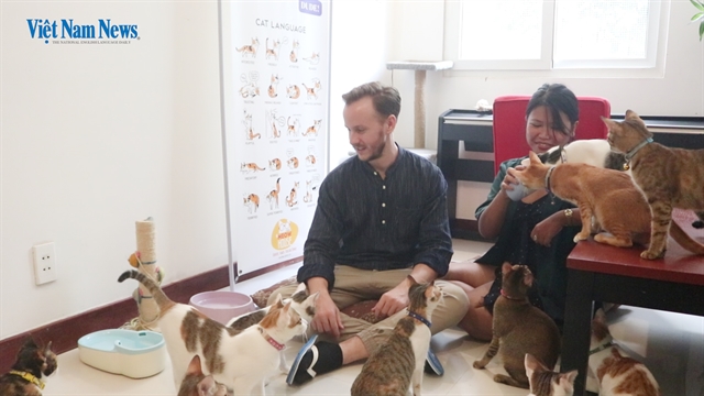 Cafe helps with stray cat adoption in HCM City
