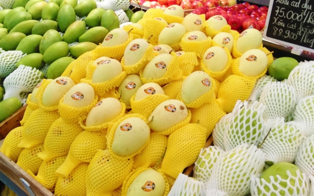 Cao Lãnh's Cát Chu mango: the pride of Đồng Tháp Province