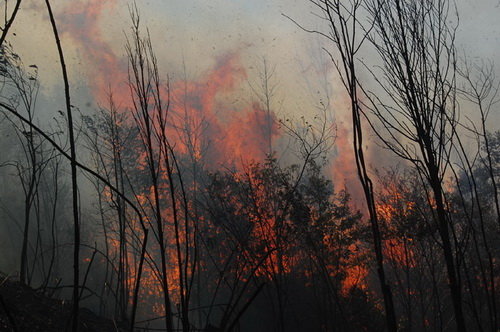 Forest fire happens in Hoàng Liên National Park