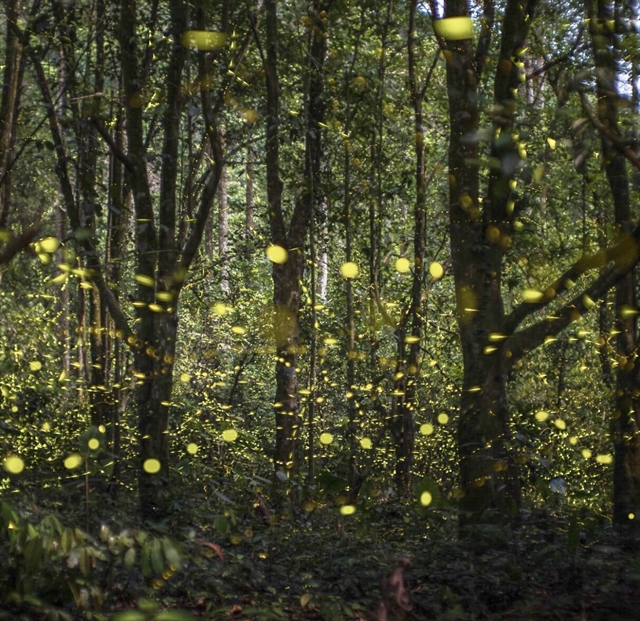 A night of fireflies in Cúc Phương
