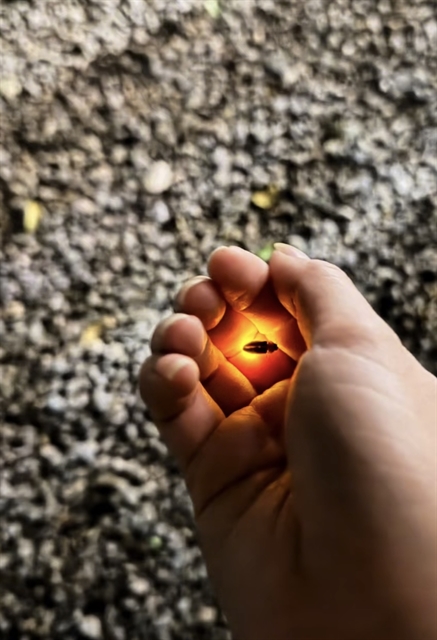 A night of fireflies in Cúc Phương