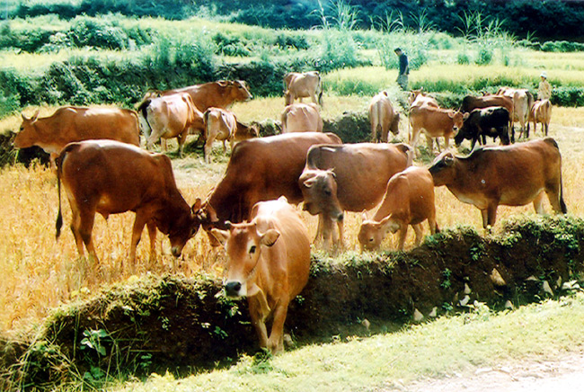 H'mong mountain people switch to cattle - Society - Vietnam News ...