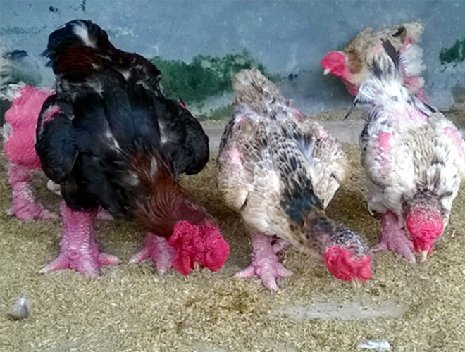 ga dong tao chicken for sale